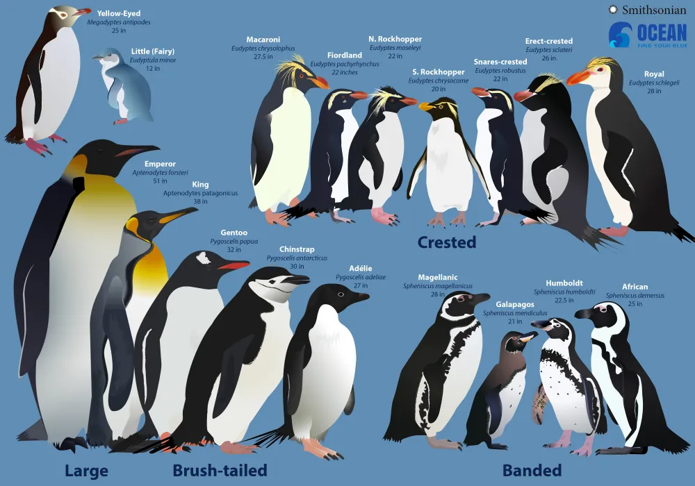 FAQ: How Many Types of Penguins Are There? – AnimalPages