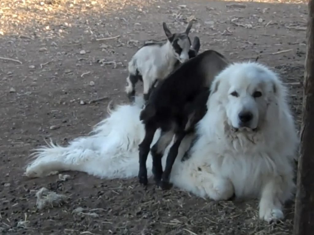 Baby Goats and the Guardian Dog – AnimalPages