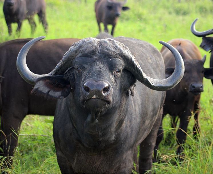 Meet the Cape Buffalo – AnimalPages