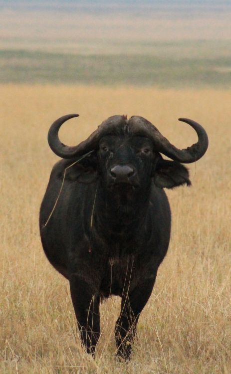 Meet the Cape Buffalo – AnimalPages