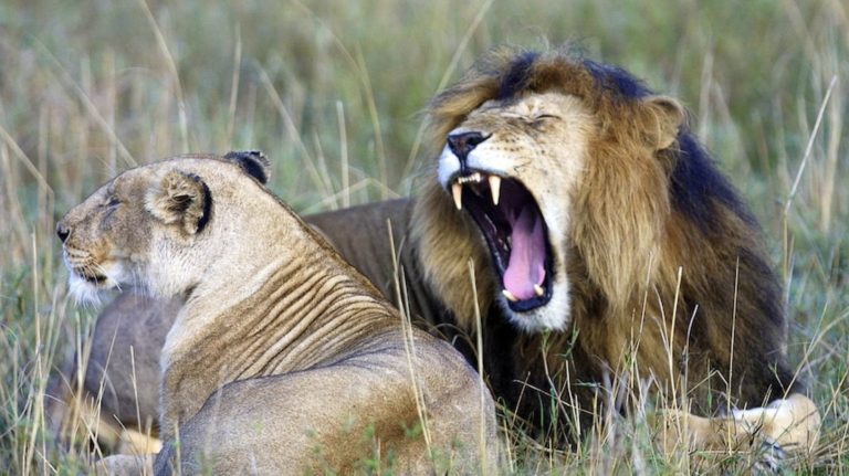 Exploring Lion Subspecies: Diversity Within the King of Beasts ...