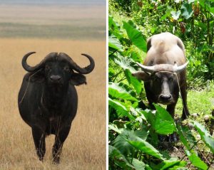 Buffalo vs. Water Buffalo: Untangling the Horned Confusion – AnimalPages