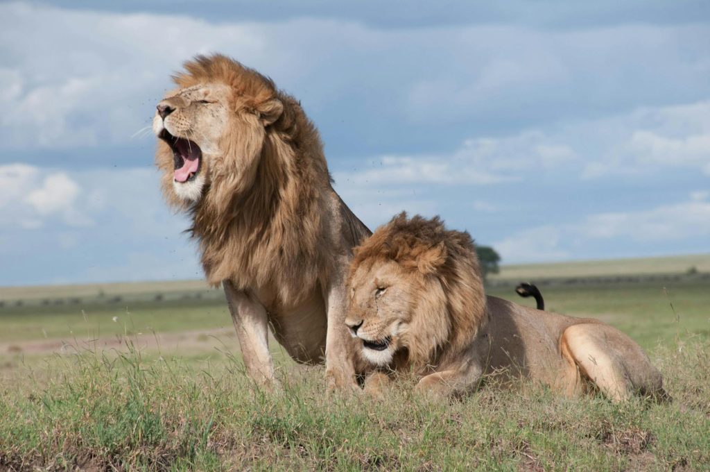 Brotherhood in the Wild: The Power of Male Lion Coalitions – AnimalPages