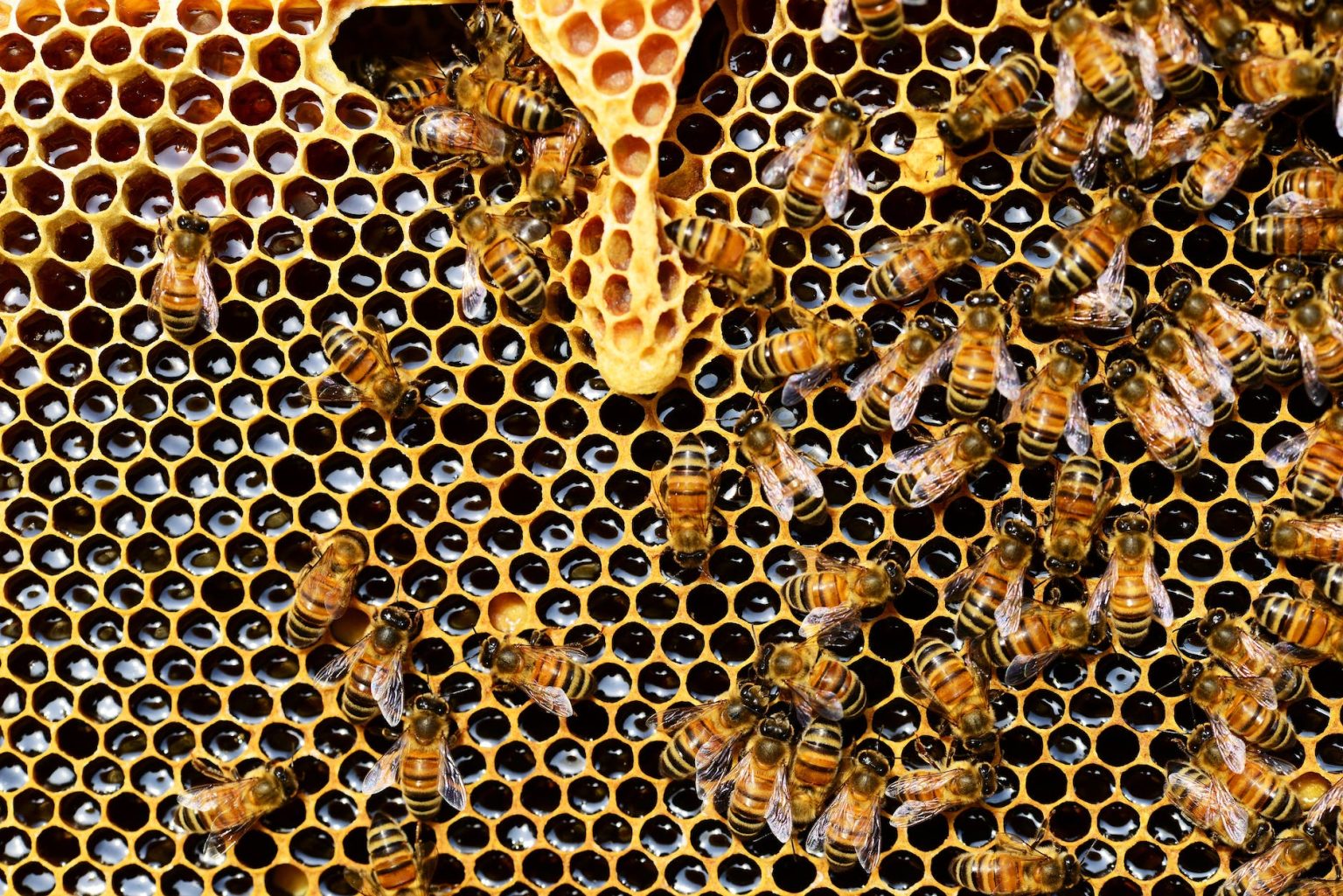 Cool Facts About the Honey Bee – AnimalPages
