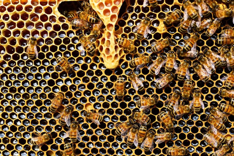 Cool Facts About the Honey Bee – AnimalPages