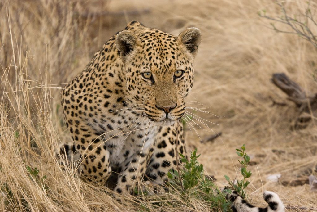 Meet the African Leopard – AnimalPages