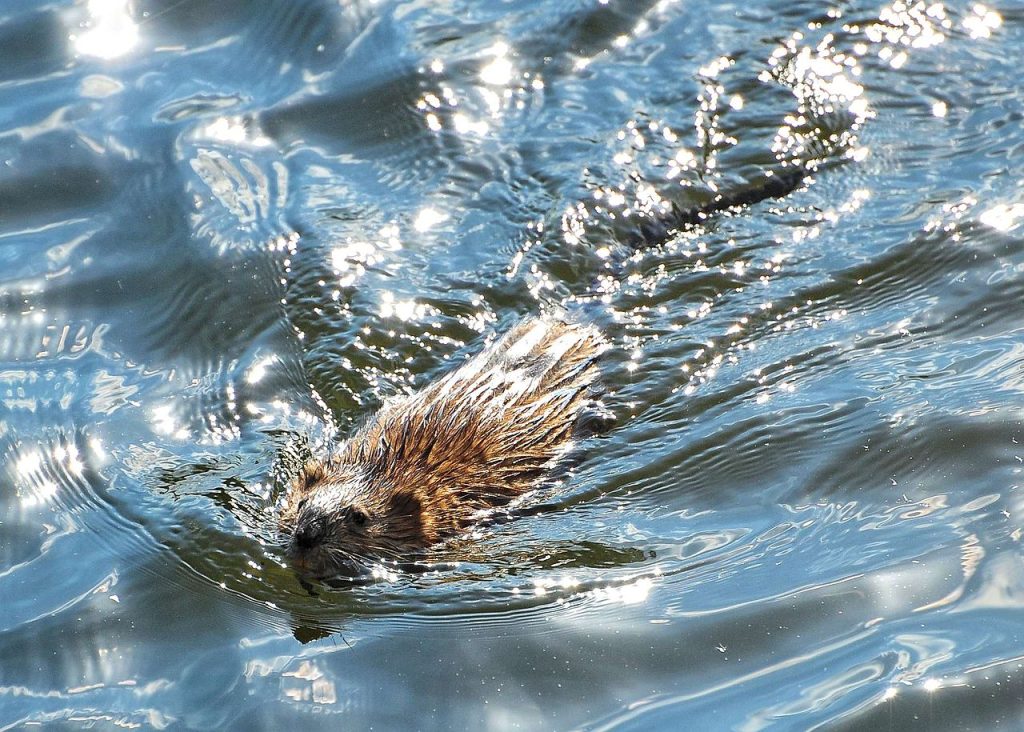 Meet the Muskrat – AnimalPages