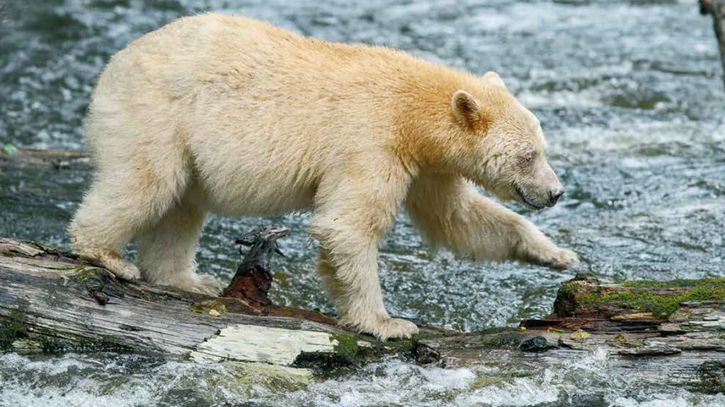 Meet the Spirit Bear – AnimalPages