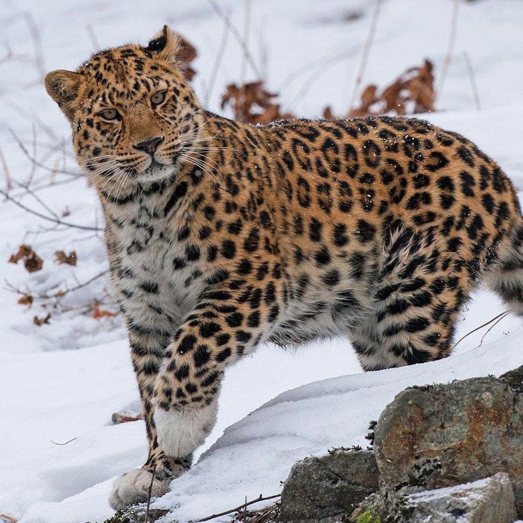 Meet the Amur Leopard – AnimalPages