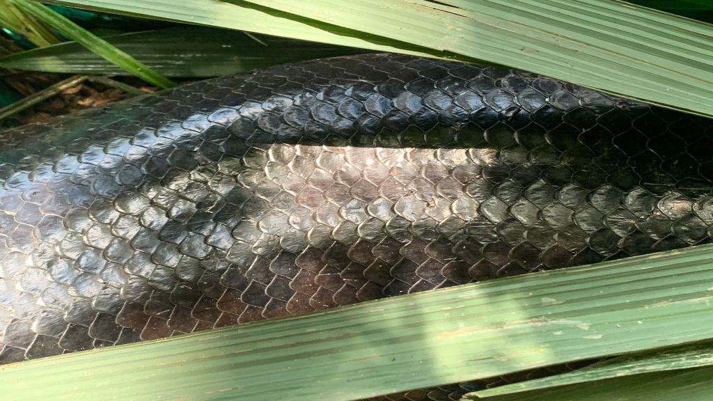 World’s Largest Snake Species Just Discovered in the Amazon – AnimalPages
