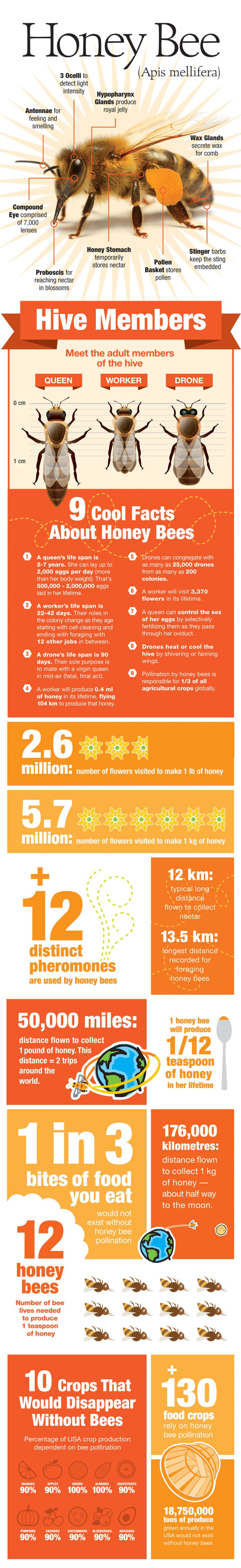 Cool Facts About the Honey Bee – AnimalPages