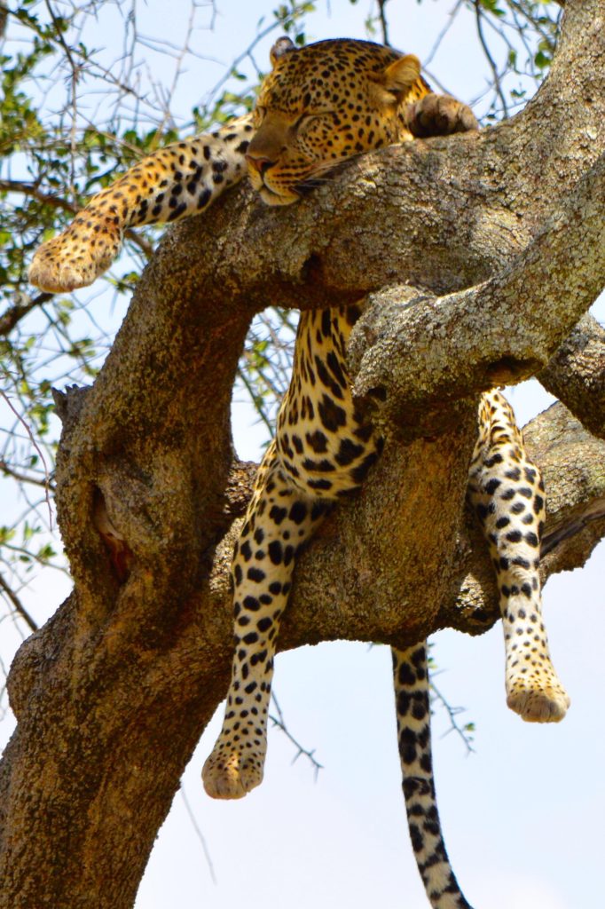 Meet the African Leopard – AnimalPages