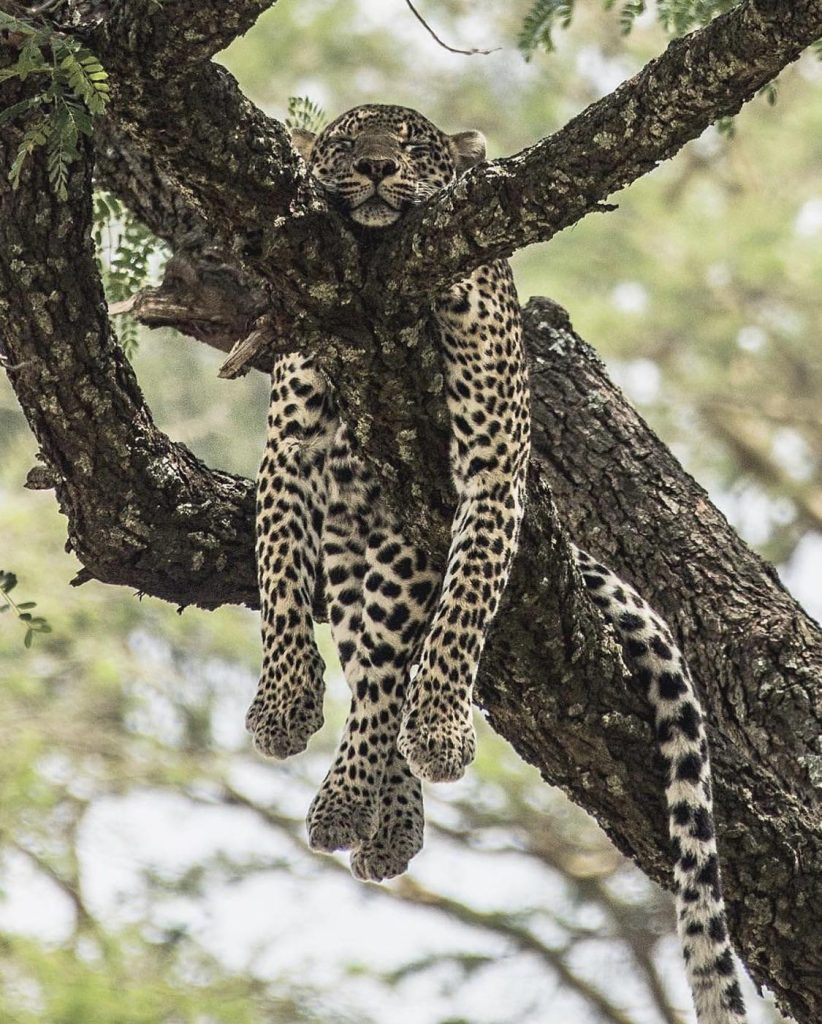 Meet the African Leopard – AnimalPages
