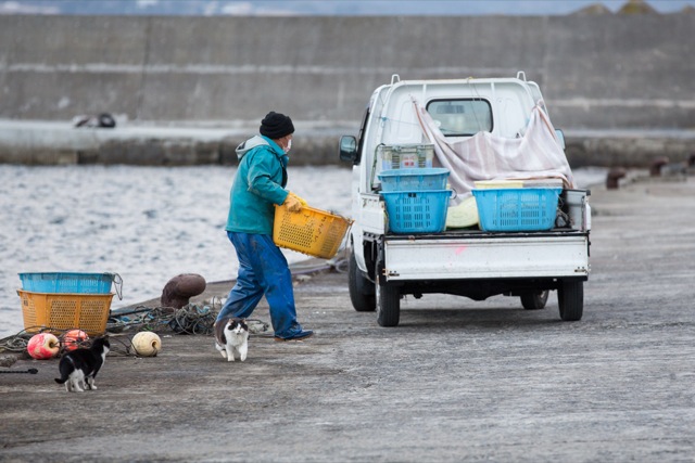 Beautiful Photos of Japan’s Purrfect Cat Islands – AnimalPages