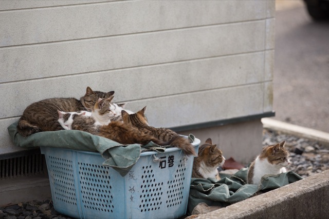 Beautiful Photos of Japan’s Purrfect Cat Islands – AnimalPages
