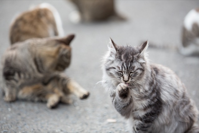 Beautiful Photos of Japan’s Purrfect Cat Islands – AnimalPages