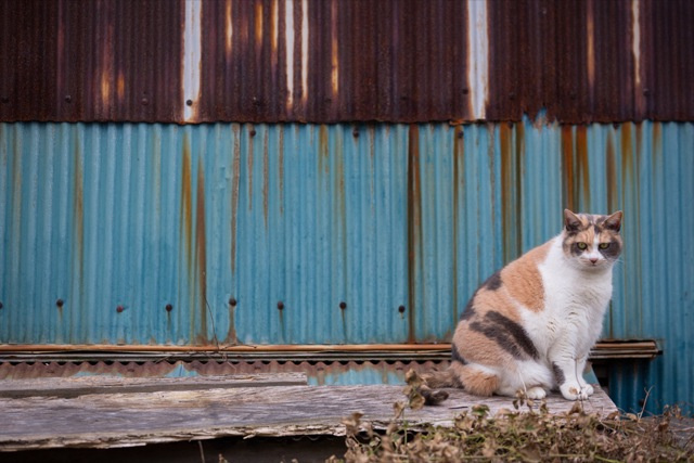 Beautiful Photos of Japan’s Purrfect Cat Islands – AnimalPages