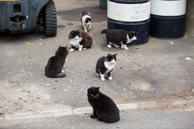 Beautiful Photos of Japan’s Purrfect Cat Islands – AnimalPages