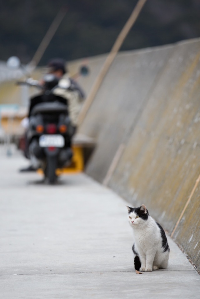 Beautiful Photos of Japan’s Purrfect Cat Islands – AnimalPages