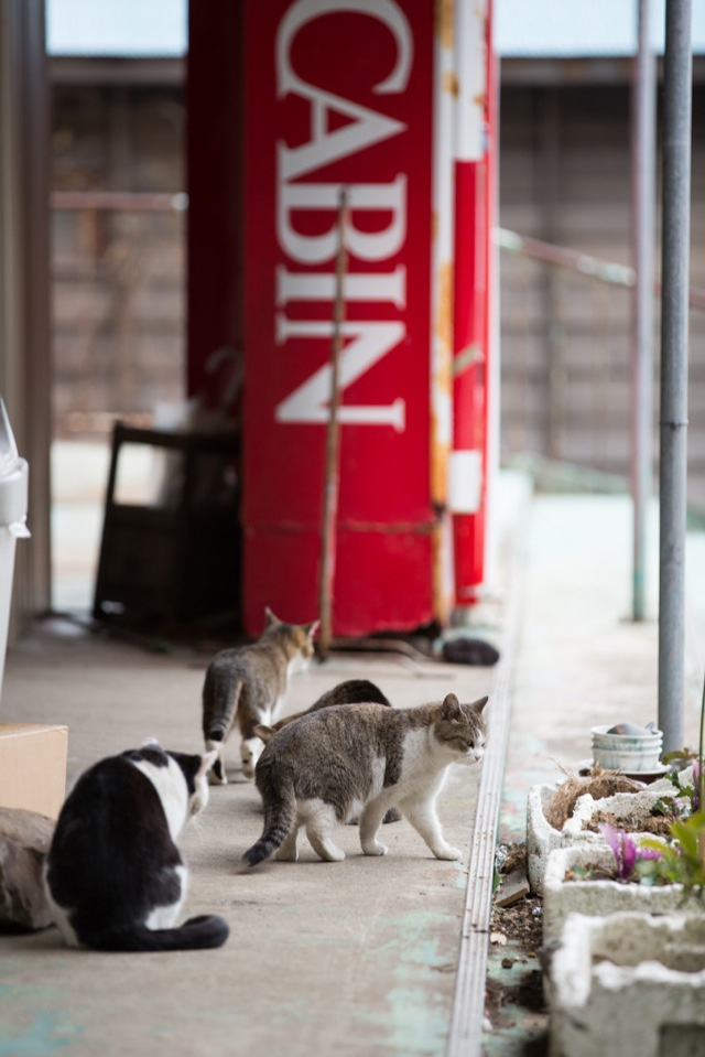 Beautiful Photos of Japan’s Purrfect Cat Islands – AnimalPages