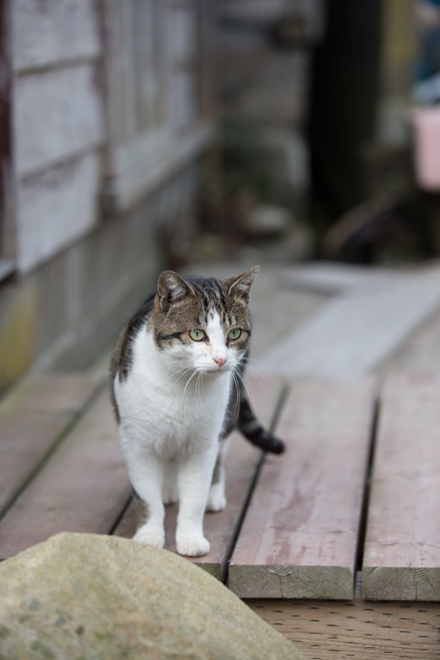 Beautiful Photos of Japan’s Purrfect Cat Islands – AnimalPages