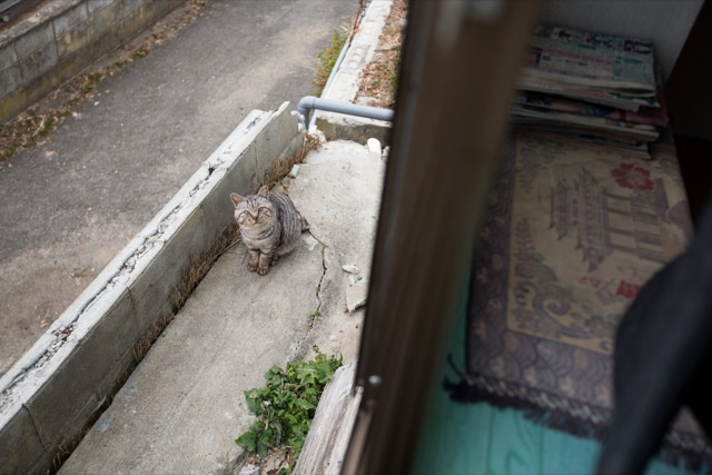 Beautiful Photos of Japan’s Purrfect Cat Islands – AnimalPages
