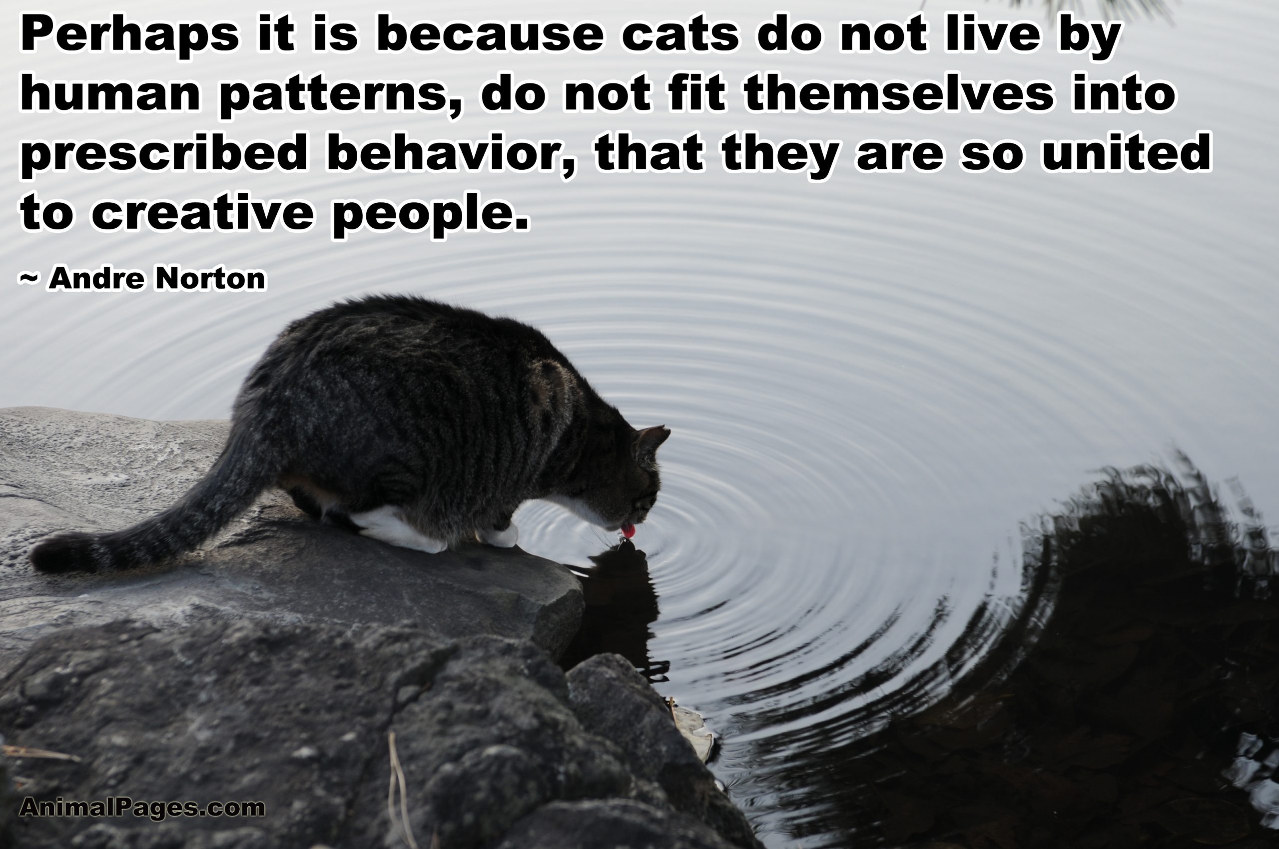 25 of Our Favorite Quotes About Cats – AnimalPages