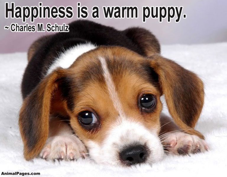 7 Quotes That Summarize Why We Love Dogs – AnimalPages