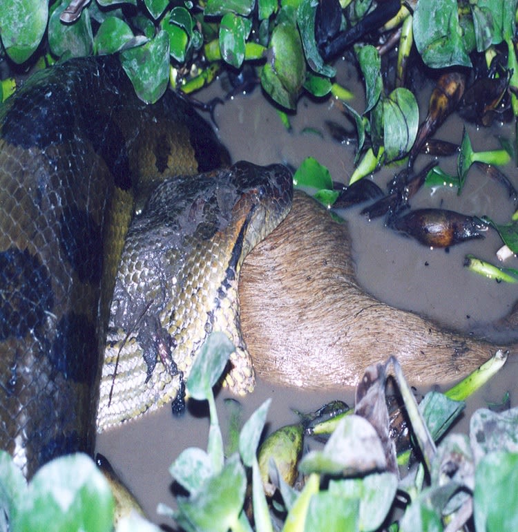 World’s Largest Snake Species Just Discovered in the Amazon – AnimalPages