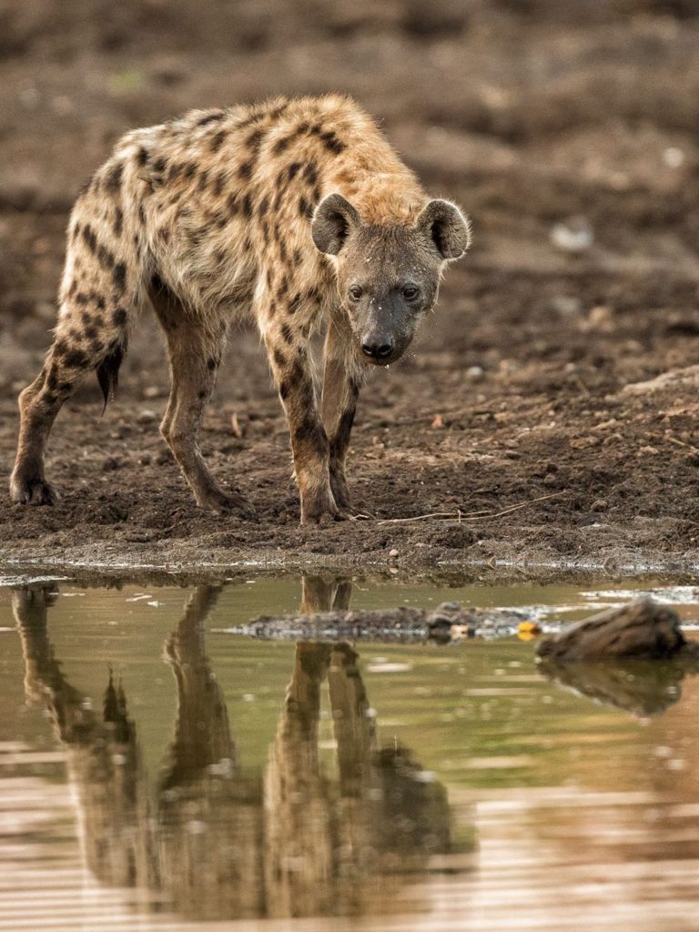 Meet the Spotted Hyena – AnimalPages