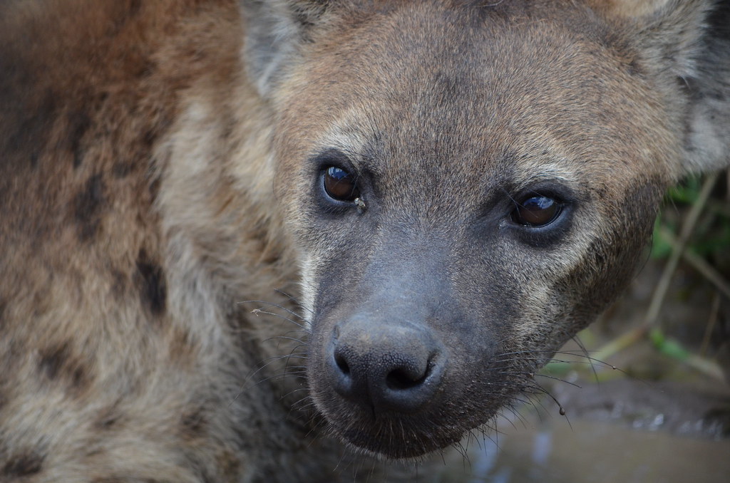 Meet the Spotted Hyena – AnimalPages