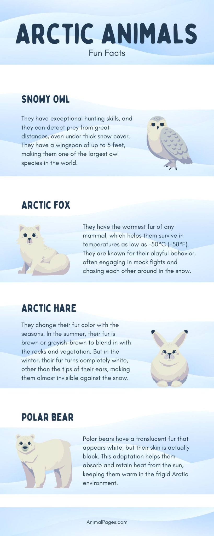 Fun Facts About Arctic Animals – AnimalPages