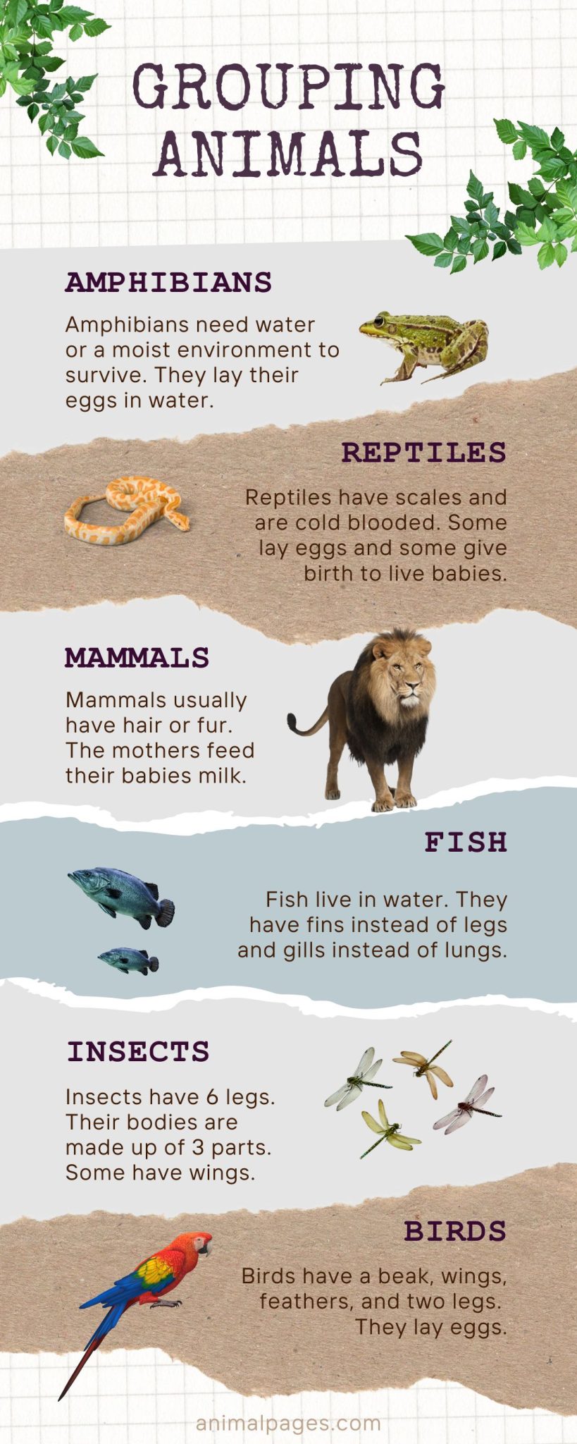 Infographic: Animal Groups (Only Semi-Scientific) – AnimalPages