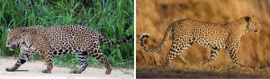 Jaguar vs. Leopard: Spotting the Differences Between These Powerful ...