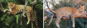 Jaguar vs. Leopard: Spotting the Differences Between These Powerful ...