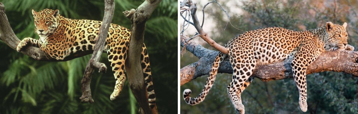 Jaguar vs. Leopard: Spotting the Differences Between These Powerful ...