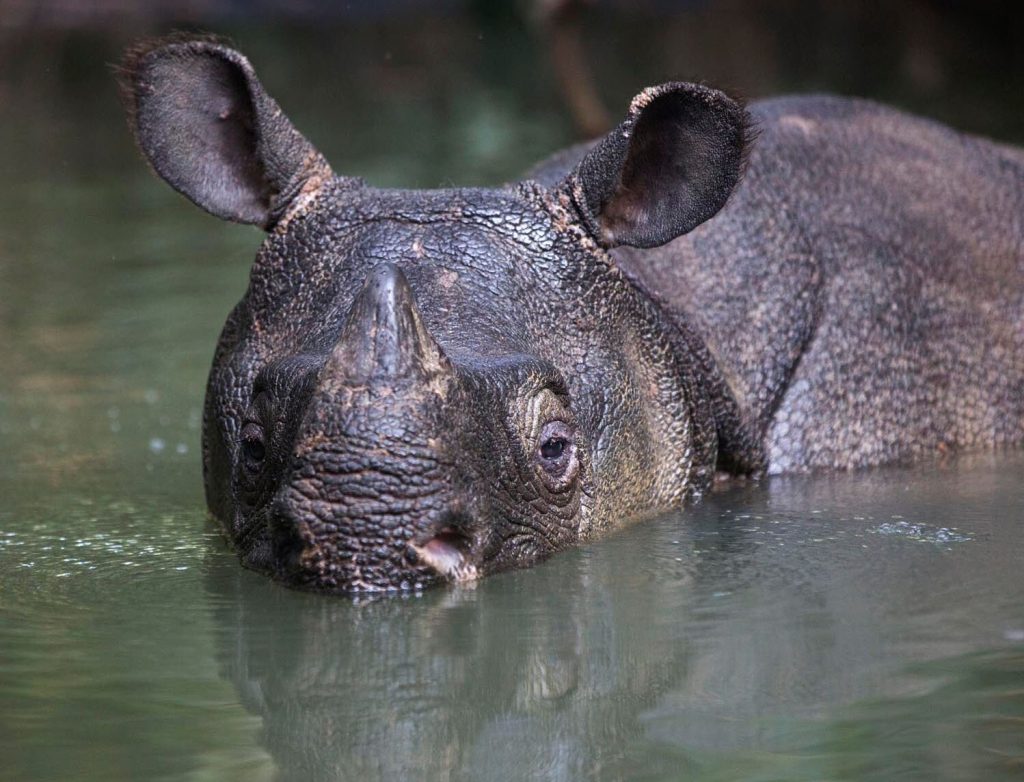 Meet the Javan Rhino – AnimalPages