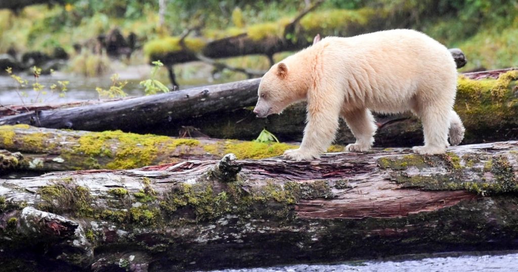 Meet the Spirit Bear – AnimalPages