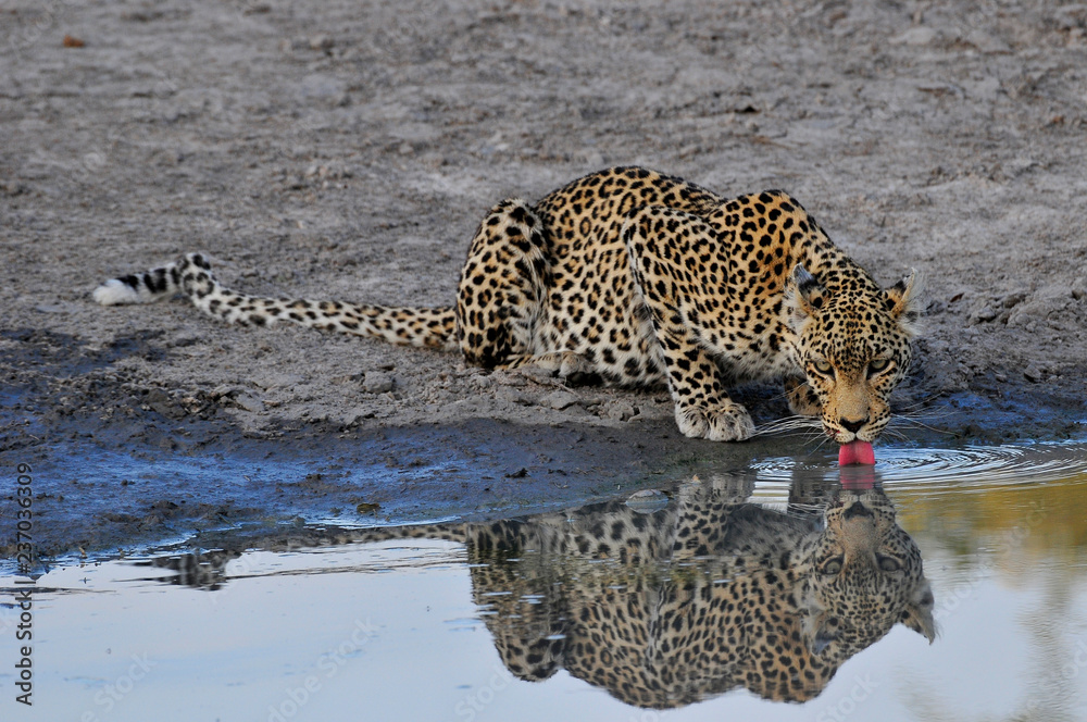 Meet the Leopard – AnimalPages
