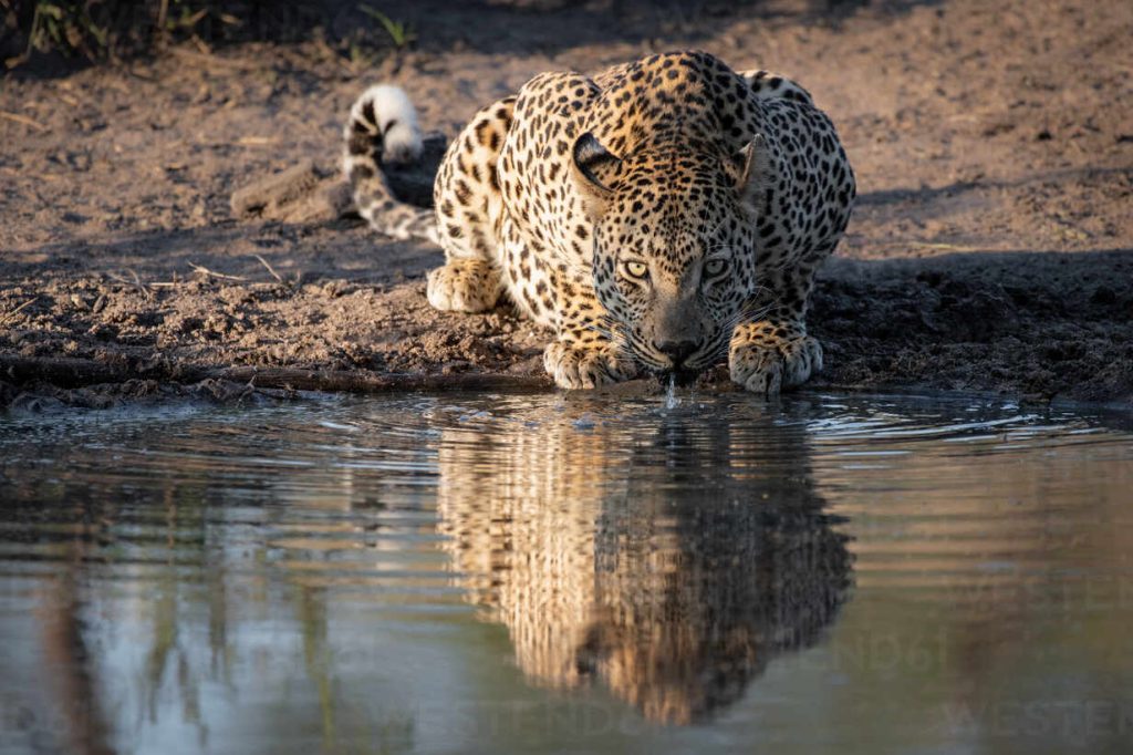 Meet the African Leopard – AnimalPages