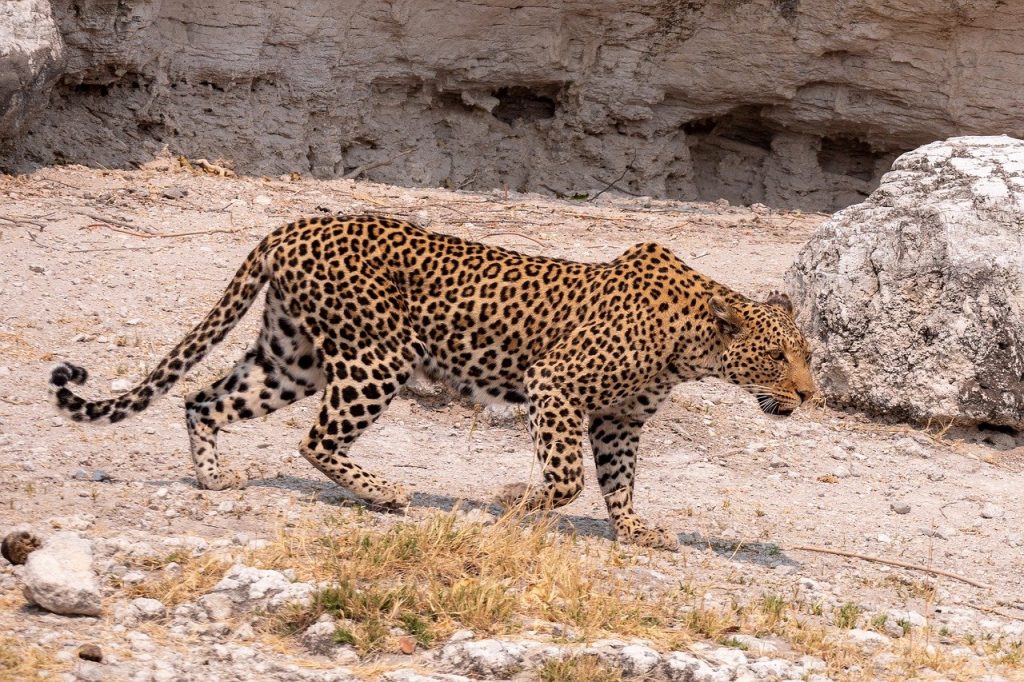 Meet the African Leopard – AnimalPages