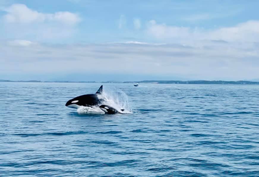 Meet the Orca – AnimalPages