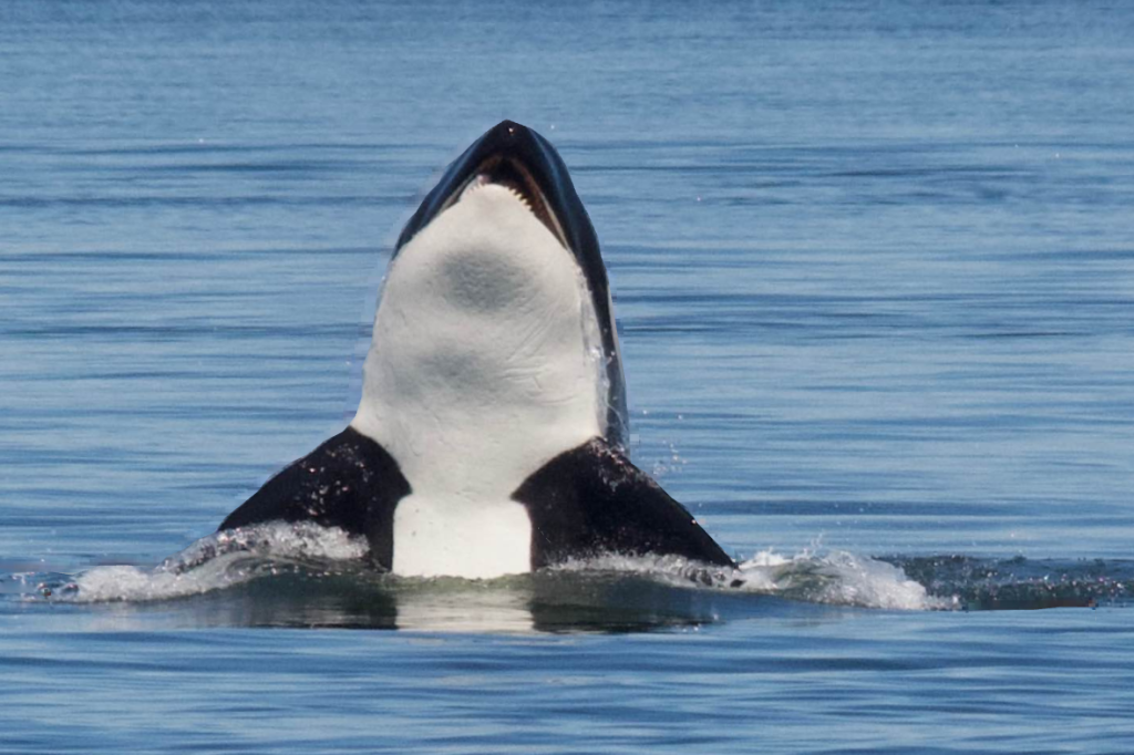 Meet the Orca – AnimalPages
