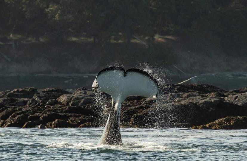 Meet the Orca – AnimalPages