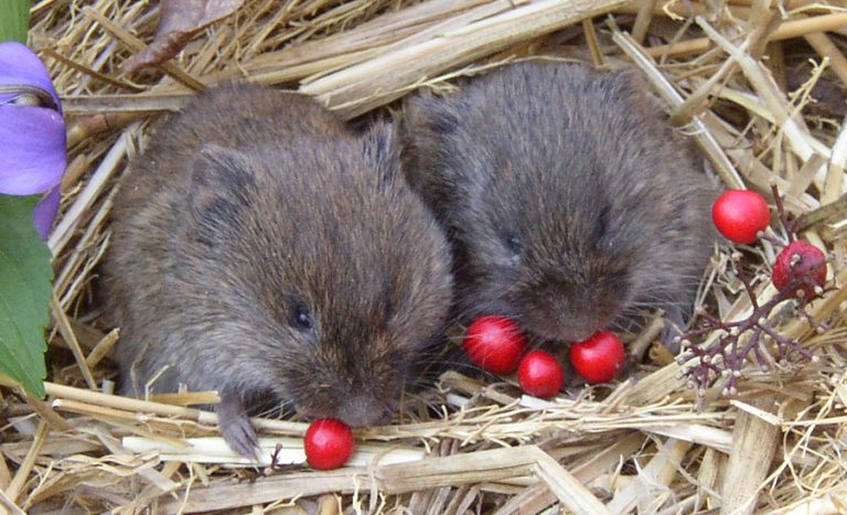 Meet the Prairie Vole – AnimalPages