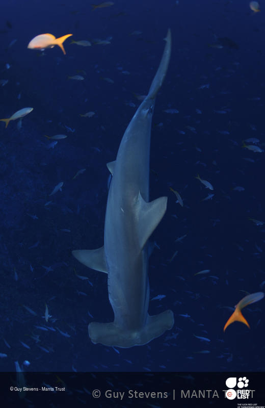 FAQ: Scalloped Hammerhead Shark – AnimalPages