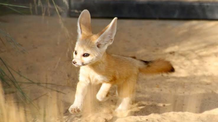 Meet the Fennec Fox – AnimalPages