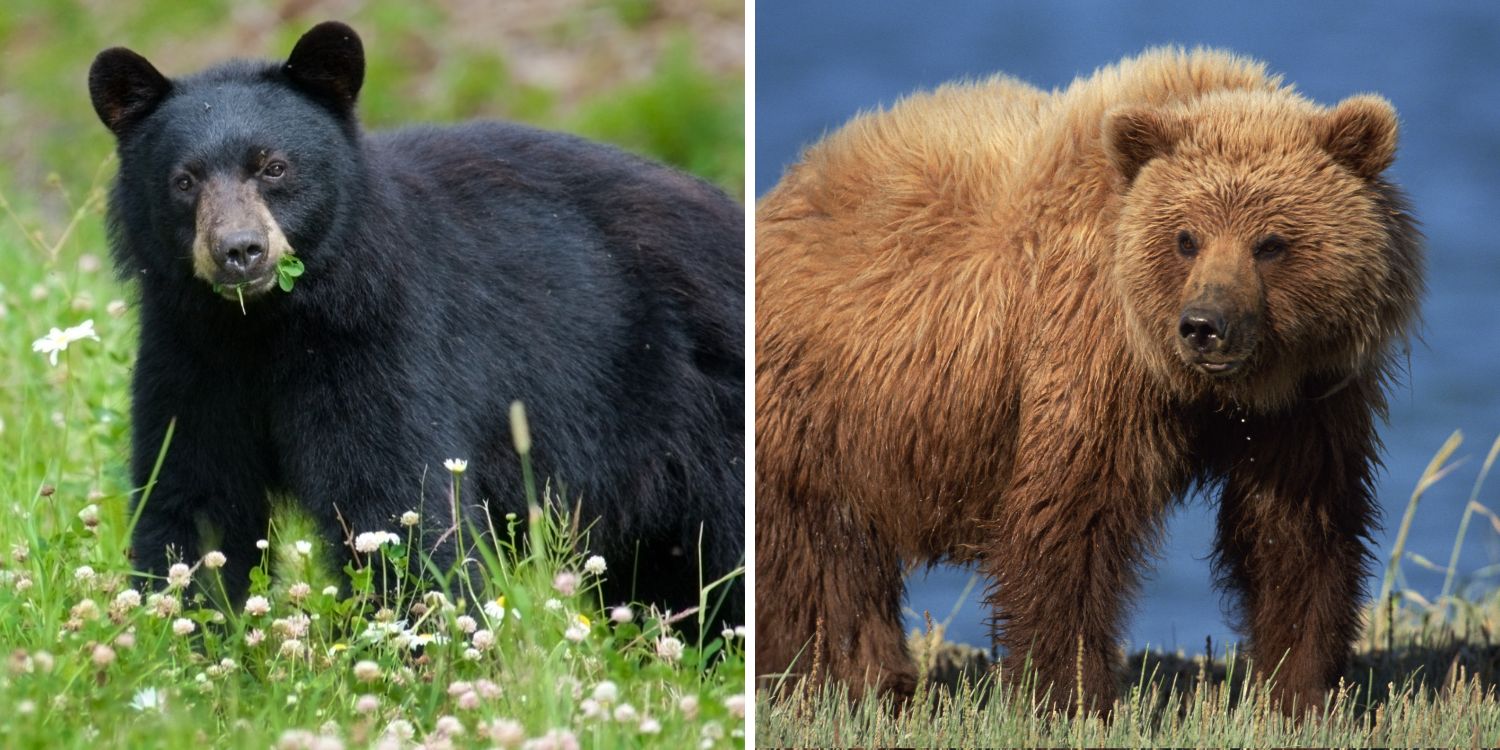 Black vs. Brown (Grizzly) Bears: Telling the Difference in the Forest ...