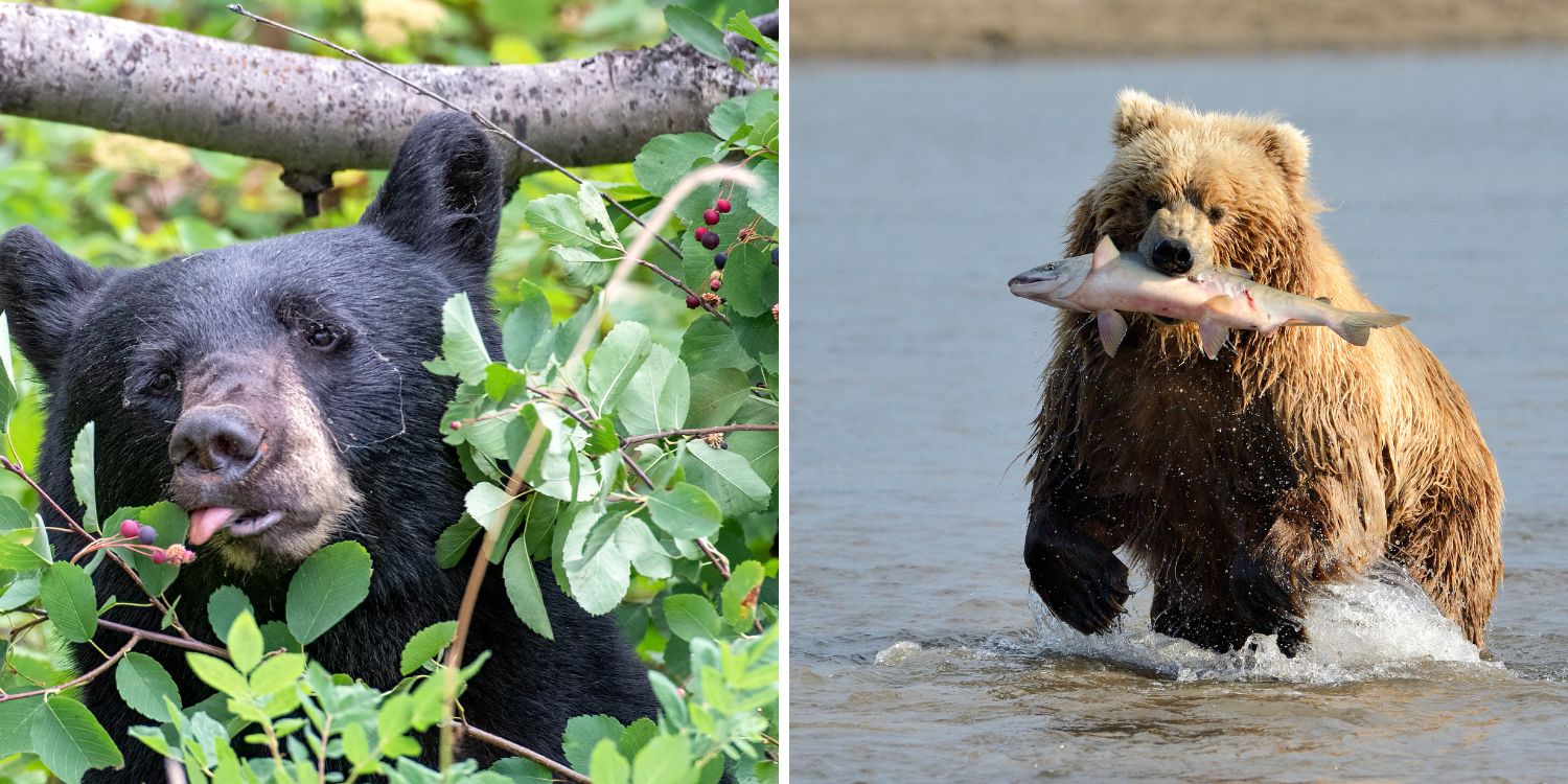 Are Bears in Trouble? A Look at Black Bear and Brown Bear Conservation ...