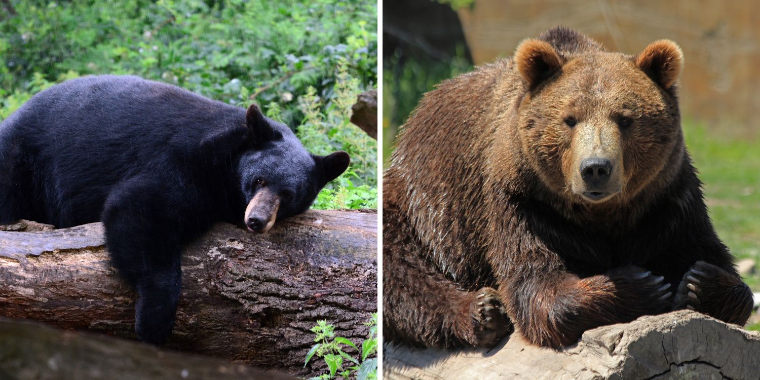 Black vs. Brown (Grizzly) Bears: Telling the Difference in the Forest ...
